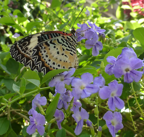 Red Lacewing butterfly (female) | Project Noah