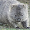 Common Wombat (smaller Flinders Island sub-species of bare-nose wombats) | Project Noah
