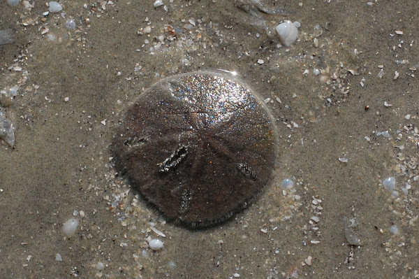 Keyhole sand dollar | Project Noah