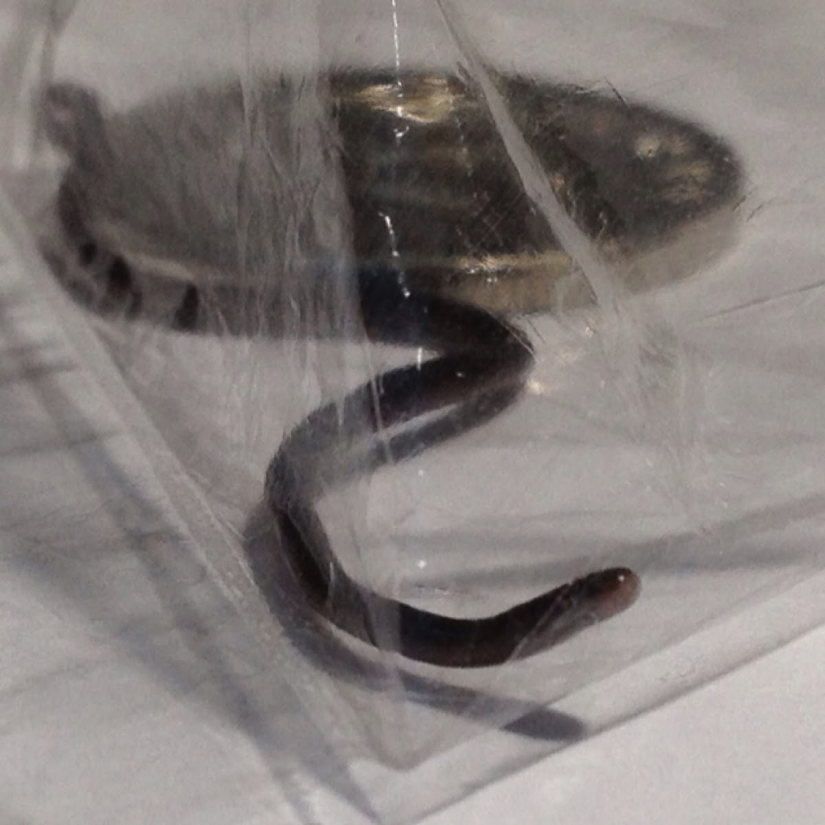 Brahminy Blind Snake | Project Noah