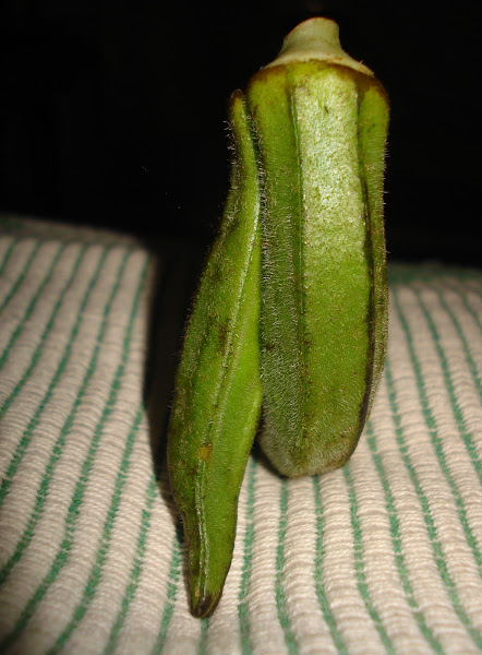 Lady finger | Project Noah