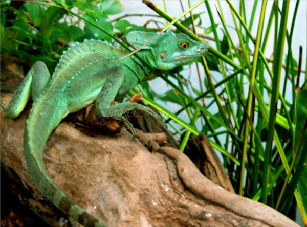 Green Jesus Christ Lizard | Project Noah