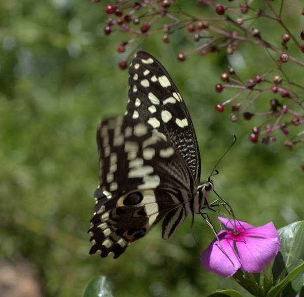 Citrus Swallowtail | Project Noah