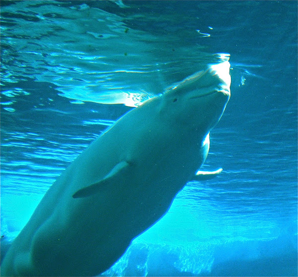 Beluga | Project Noah