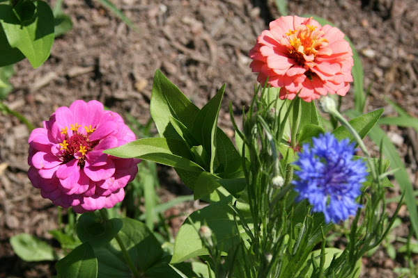 Zinnea | Project Noah