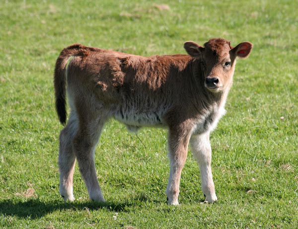 Heck cattle calves | Project Noah