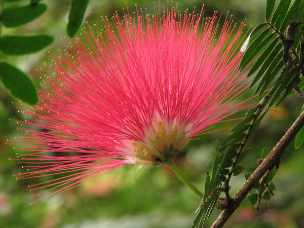 Calliandra sp | Project Noah