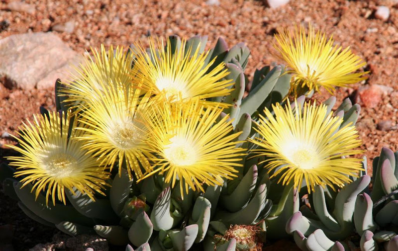 OneStonedCrow: On the Road: Namibia - Cape Town