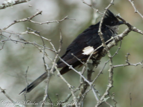 Jacobin Cuckoo | Project Noah