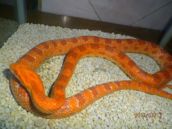 corn snake | Project Noah