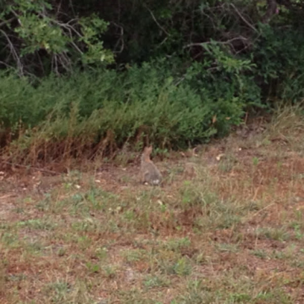 Eastern Cottontail rabbit | Project Noah