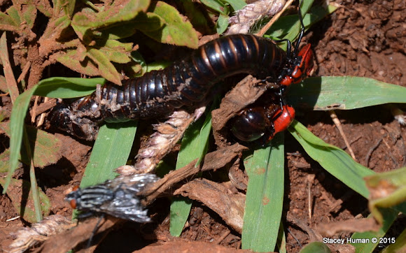 A shongololo feast! | Project Noah