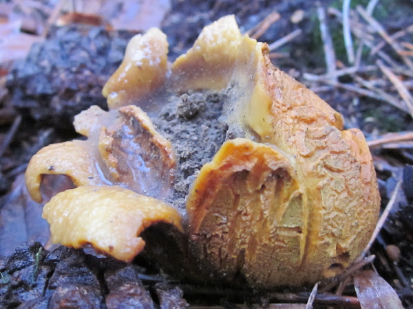 OPEN pigskin poison puffball | Project Noah