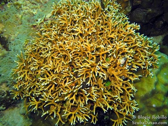 Fire Coral | Project Noah