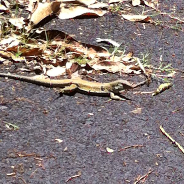 Puerto Rican Ground Lizard | Project Noah