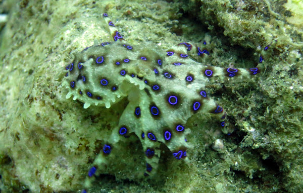 Bluering Octopus | Project Noah