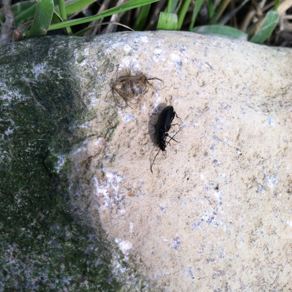 Common brown/black beetle | Project Noah
