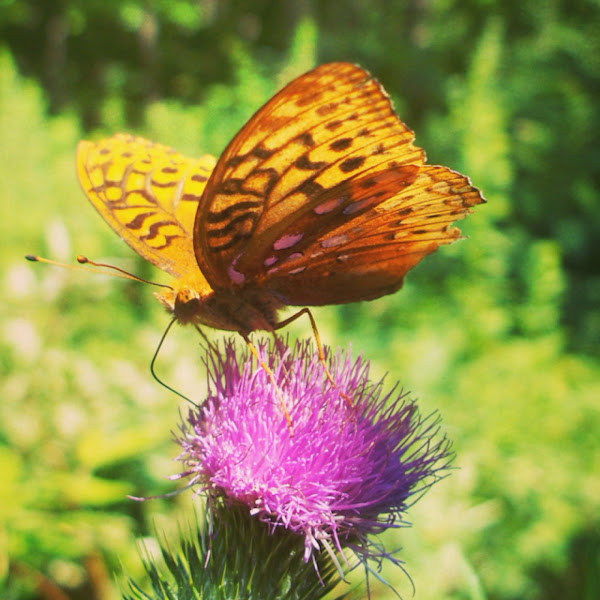 Great Spangled Fritillary | Project Noah