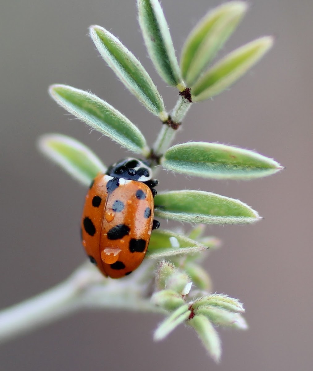 Harlequin ladybird, Asian lady beetle or Japanese ladybug | Project Noah