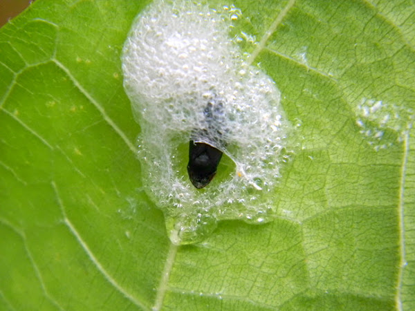 froghopper, spittlebug | Project Noah