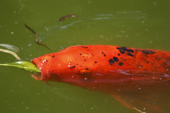 Carpa Koi / Common Carp | Project Noah