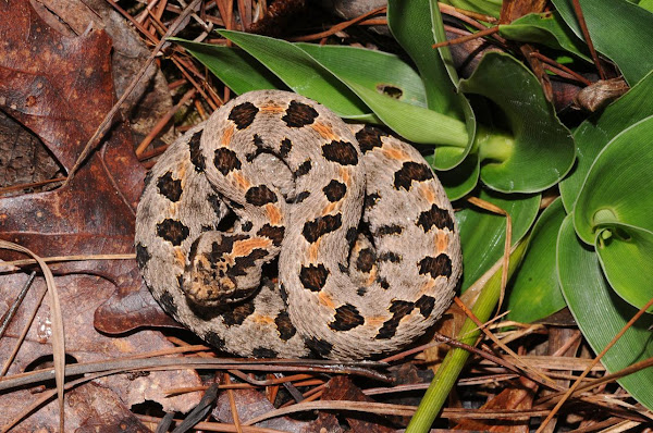 Western pygmy rattlesnake | Project Noah