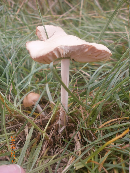 Fairy Ring Champignon | Project Noah