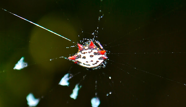 Spiny Back Orb Weaver | Project Noah