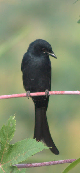 Black Drongo | Project Noah