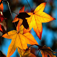 「Maple Leaf Live Wallpaper」 - Androidアプリ | APPLION