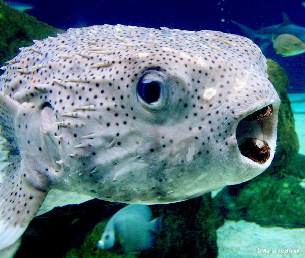 Puffer fish | Project Noah