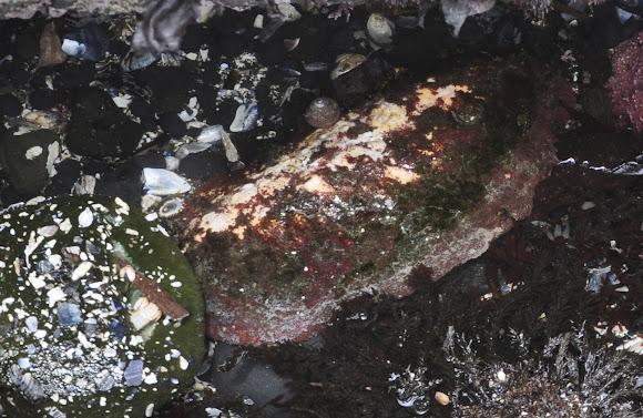 Gumboot Chiton | Project Noah