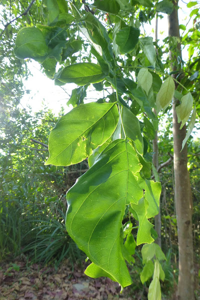 Pongam Oil Tree | Project Noah