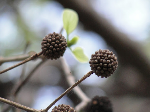 कदम्ब Kadamb | Project Noah