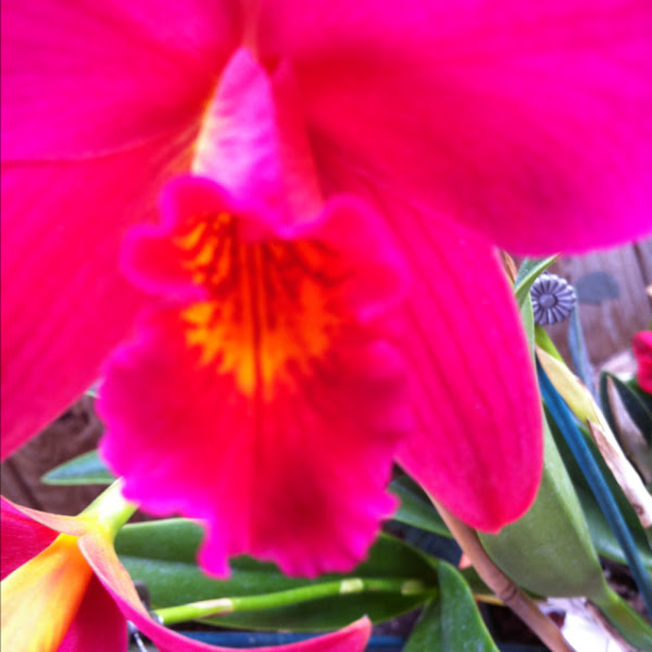 Cattleya hybrid (Buu Lady) | Project Noah