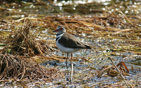 Three-banded Plover | Project Noah