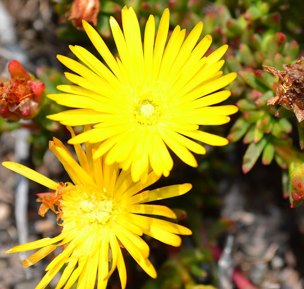 Bicoloured lampranthus | Project Noah