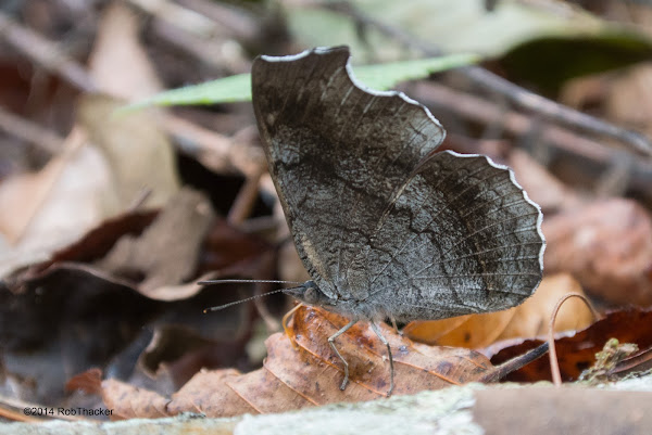 Banded Dandy | Project Noah