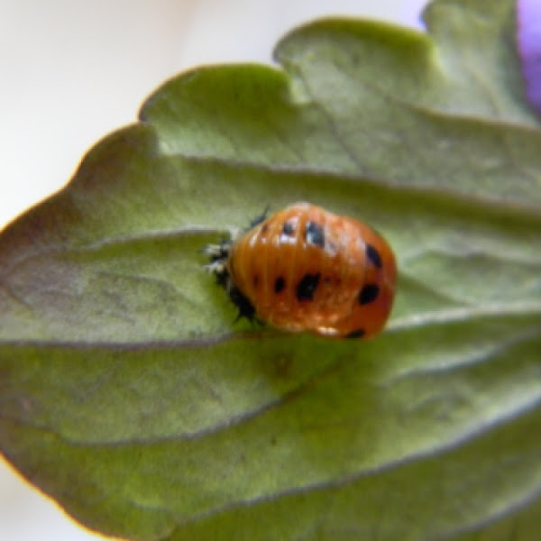 Multicolored Asian Lady Beetle (pupa stage) | Project Noah