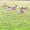 Fallow deer | Project Noah