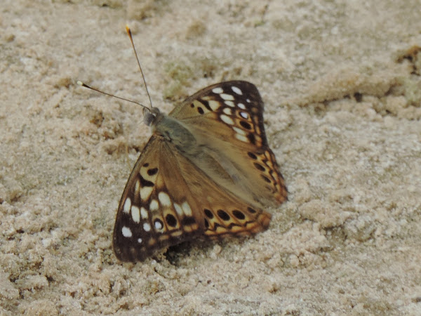 Hackberry Emperor Butterfly | Project Noah