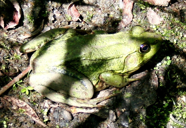American Bullfrog | Project Noah