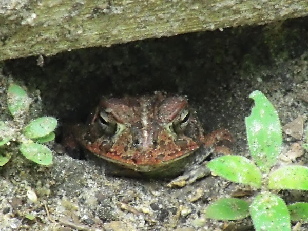 Spotting | Project Noah