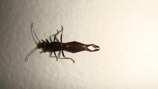 Tijerilla | Project Noah