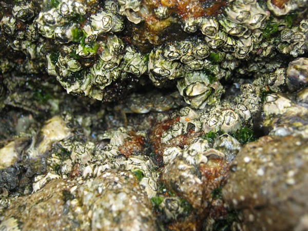 Acorn barnacle | Project Noah