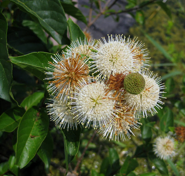 Common Buttonbush | Project Noah
