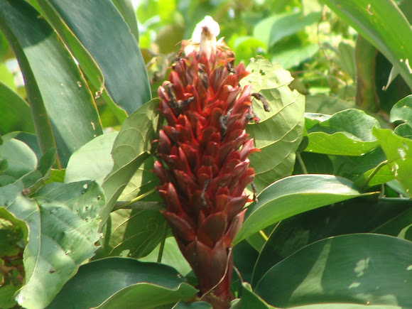 Red ginger | Project Noah