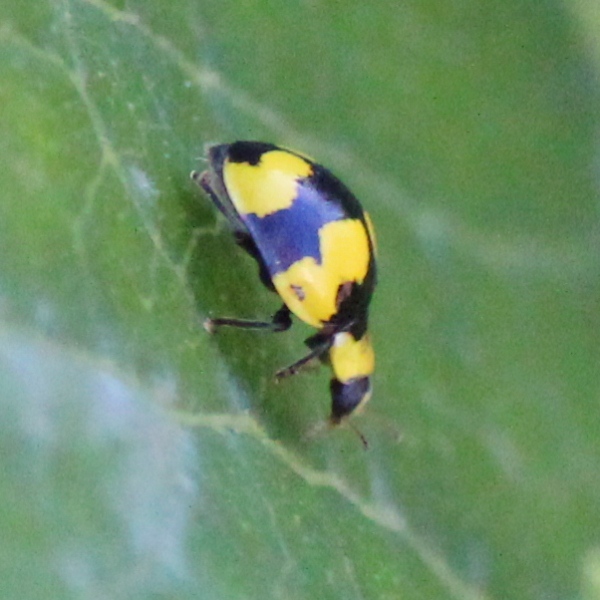 Fungus-eating Ladybird Beetle | Project Noah