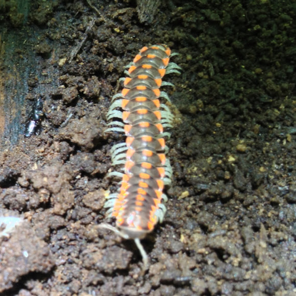 Flat Backed Millipede | Project Noah