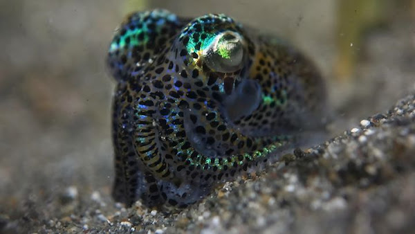 Humming-bird Bobtail Squid or Berry's Bobtail Squid | Project Noah